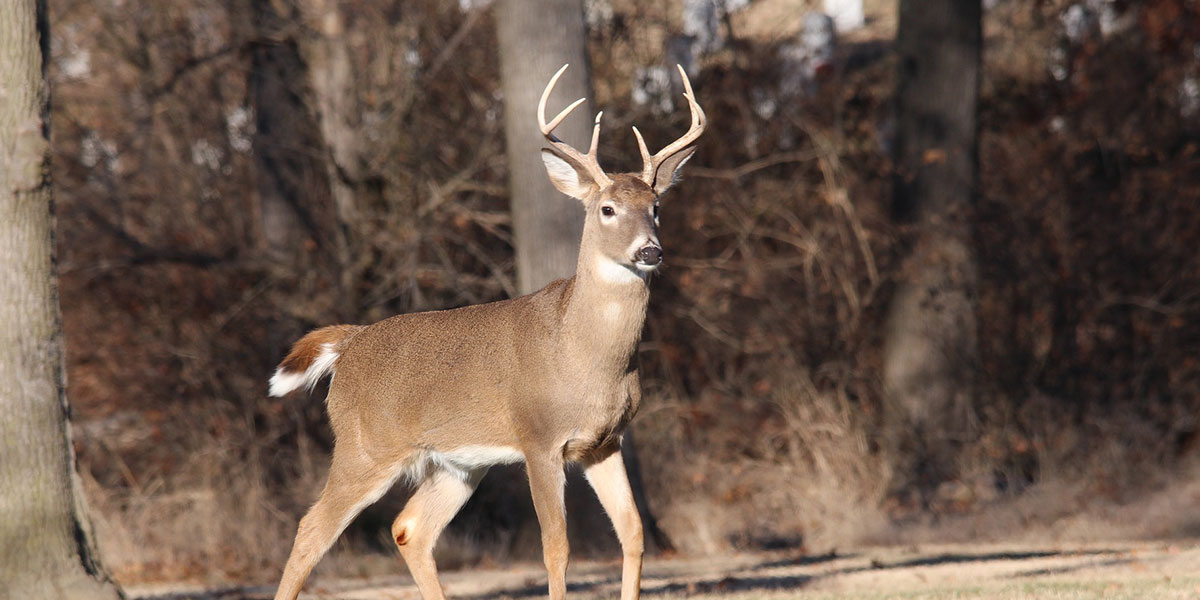 Texas Deer Hunting Essentials | Texas Outside