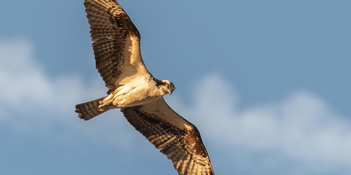 Texas Falcon Facts & Conservation | Texas Outside