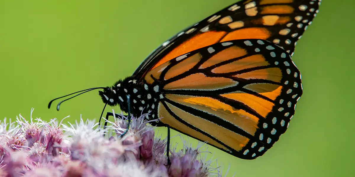 Fluttering Through Texas: Exploring the Wonders of the Texas Butterfly ...